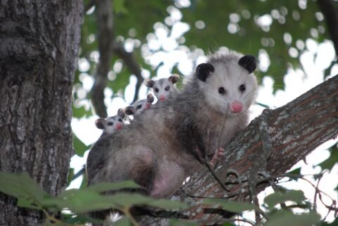 Can Opossums Spread Rabies? | Animals Happen Wildlife Control