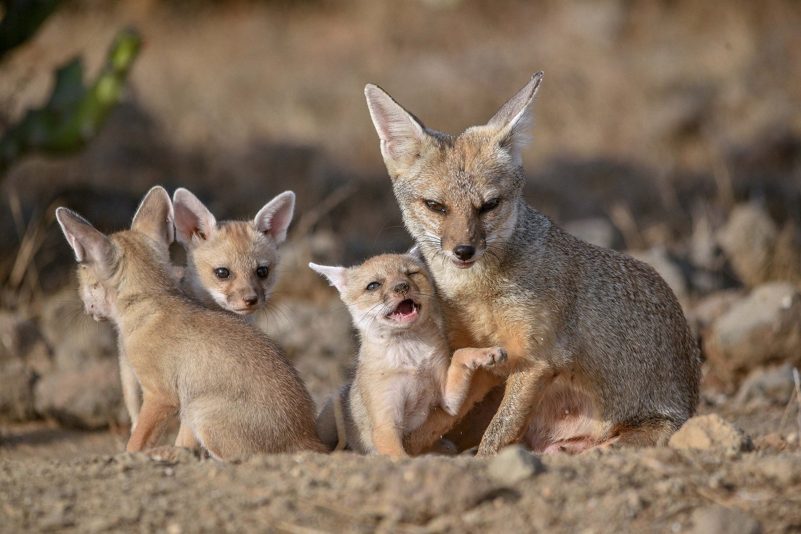 Kit Fox Animals Happen Wildlife Control Kit Fox Animals Happen Wildlife Control