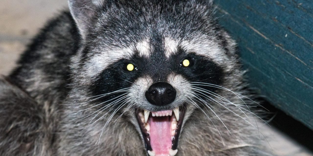 🦝 What Diseases Are Carried By Raccoons? | Animals Happen Wildlife Control