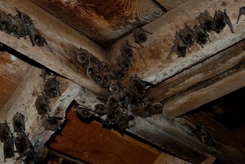 Bat Urine Removal and Urine Stain Removal | Animals Happen Wildlife Control
